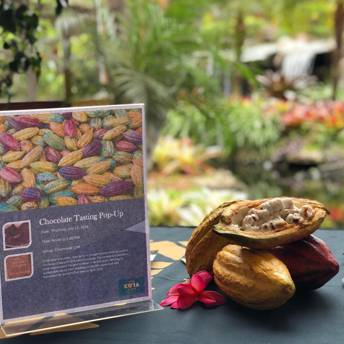 Pop-Up Chocolate Tasting On Maui