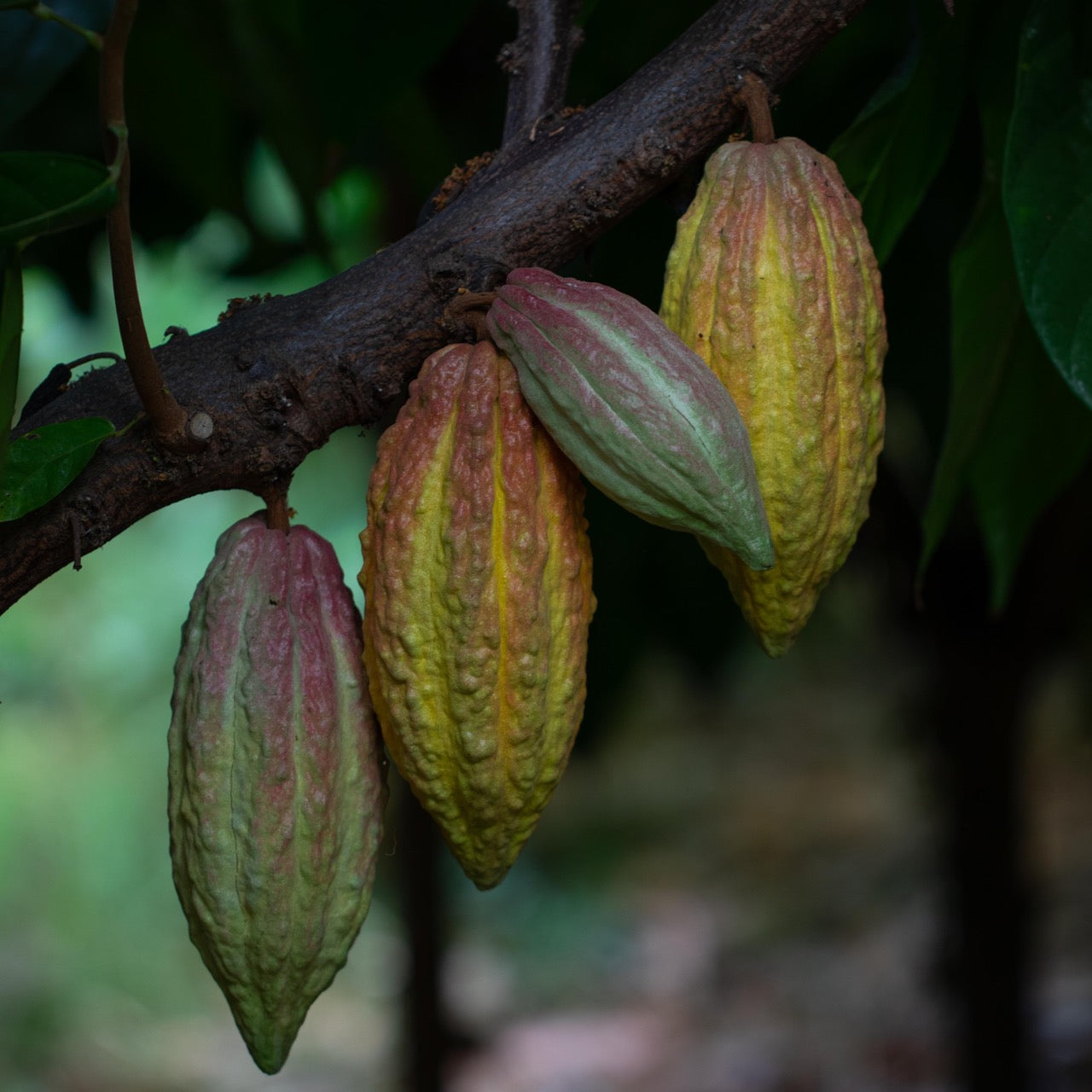 Chocolate Farm Tour and Tasting | Lahaina, Maui