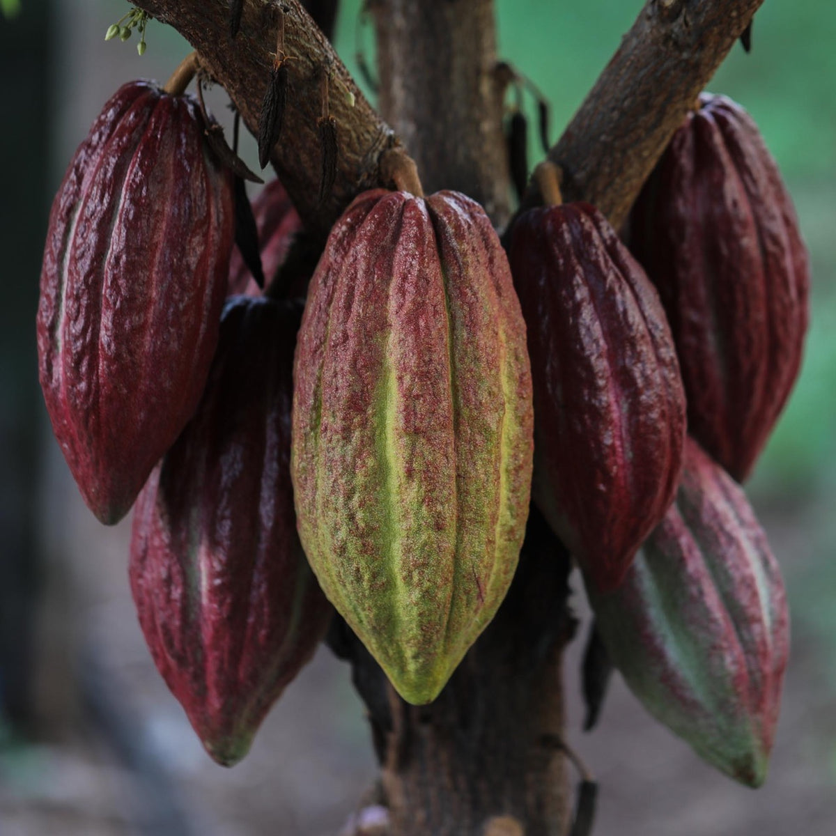 Chocolate Farm Tour and Tasting | Lahaina, Maui